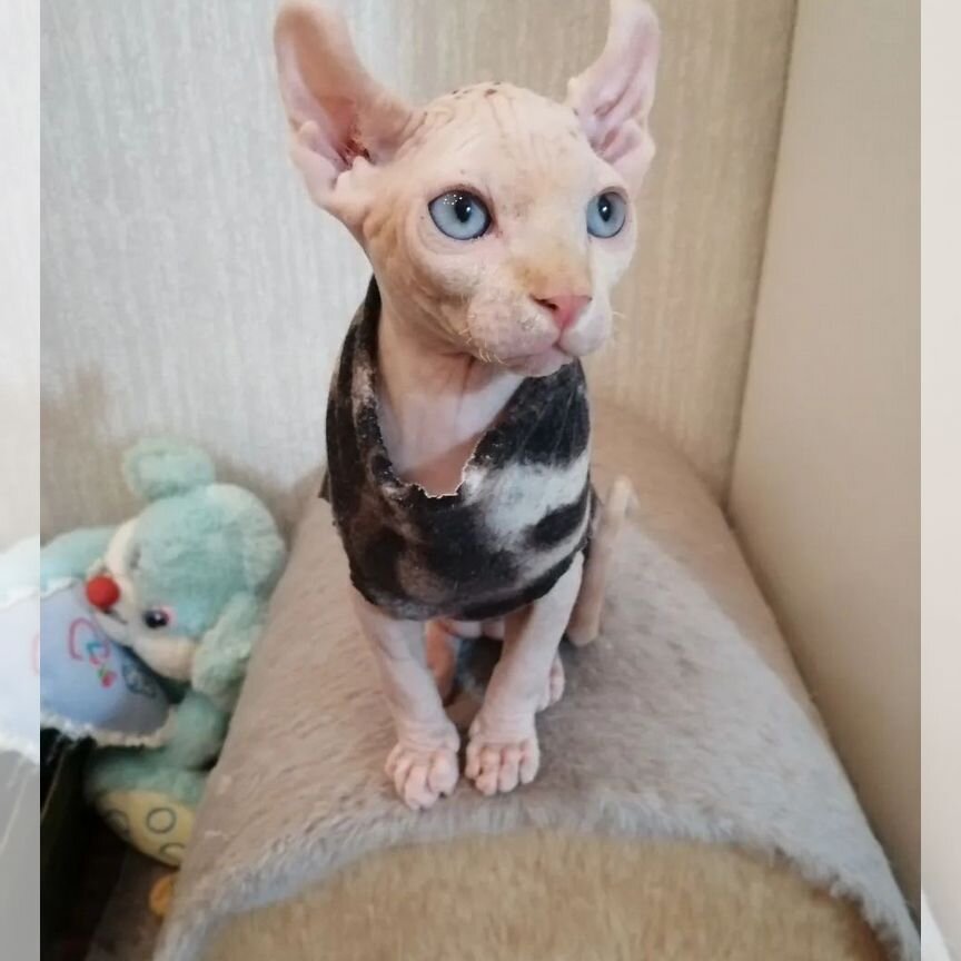 Канадский сфинкс котёнок