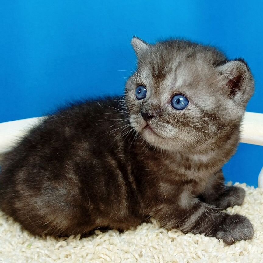 Шотландский прямоухий короткошёрстный котёнок