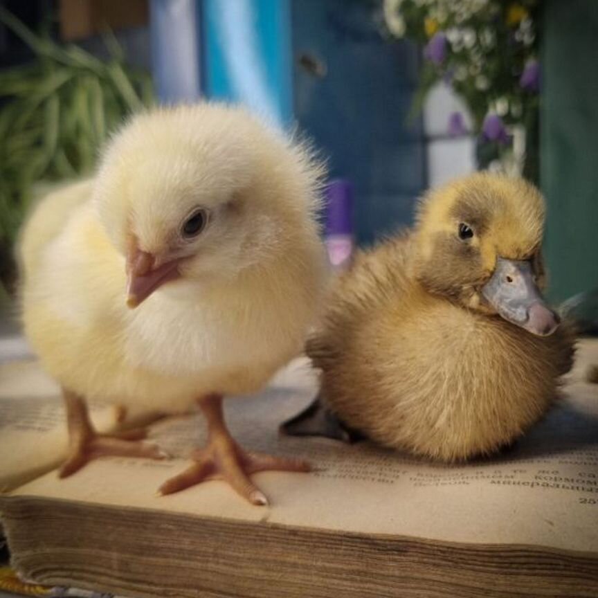 Яйцо для инкубации Кучинская порода