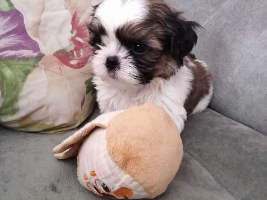 Ши-тцули красотули