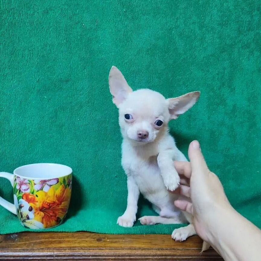 Чихуахуа, щенок