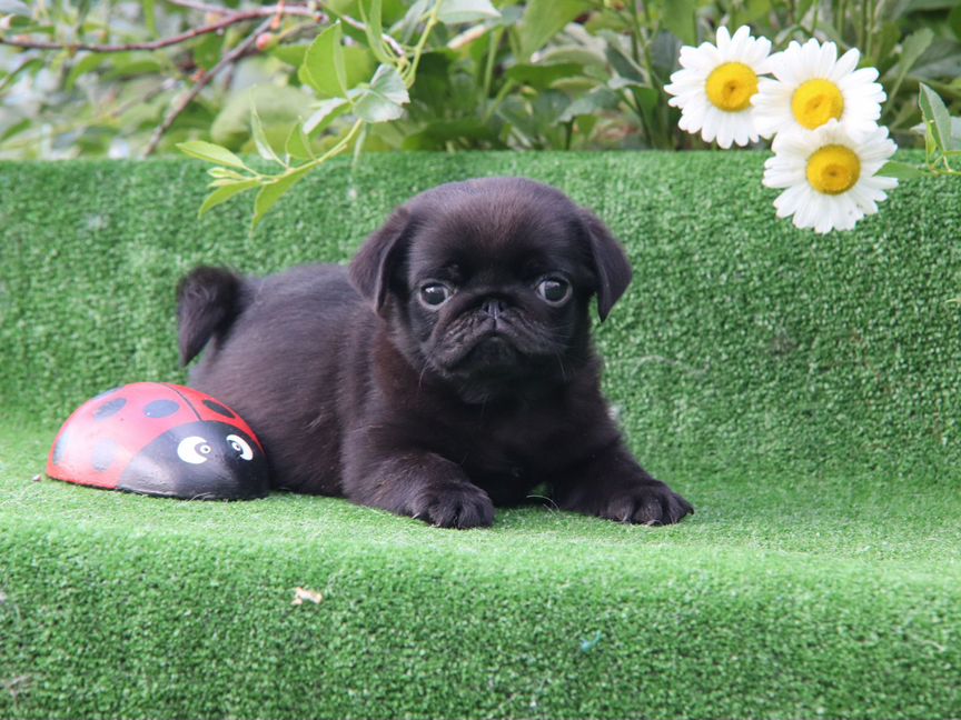 Щенки мопса