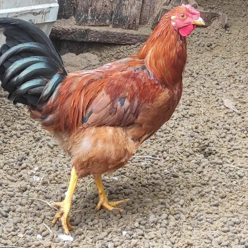 Молодые петушки