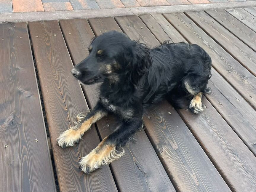 Найдена собака спаниель