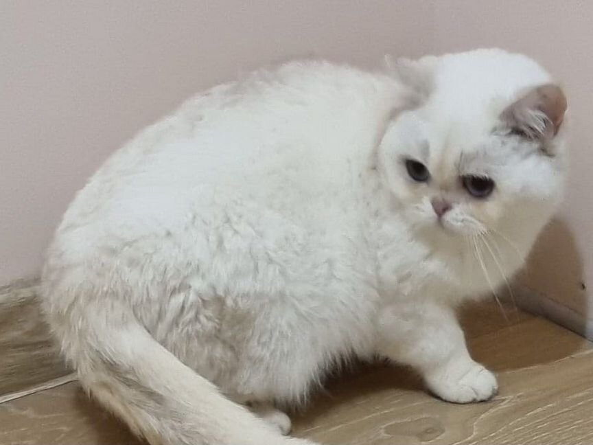 Британская кошечка ищет дом
