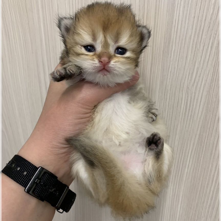 Британский длинношёрстный котёнок