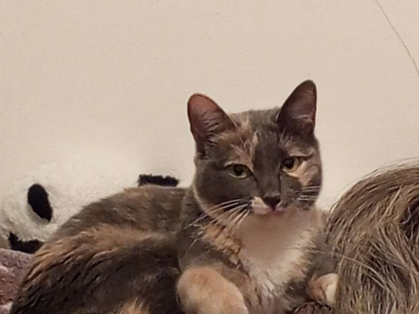 Кошка по имени Луна ищет хозяев