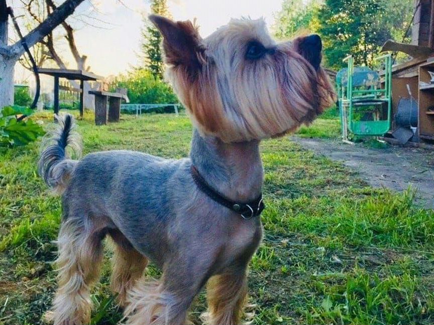 Йоркширский терьер девочка