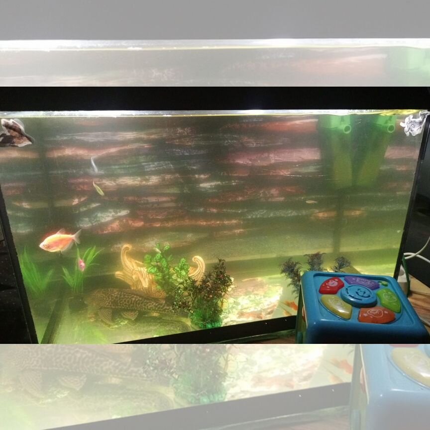 Аквариумные рыбки