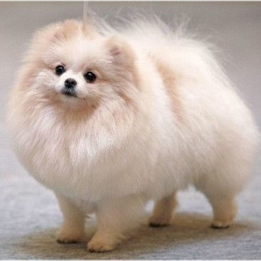 Померанский шпиц, щенок