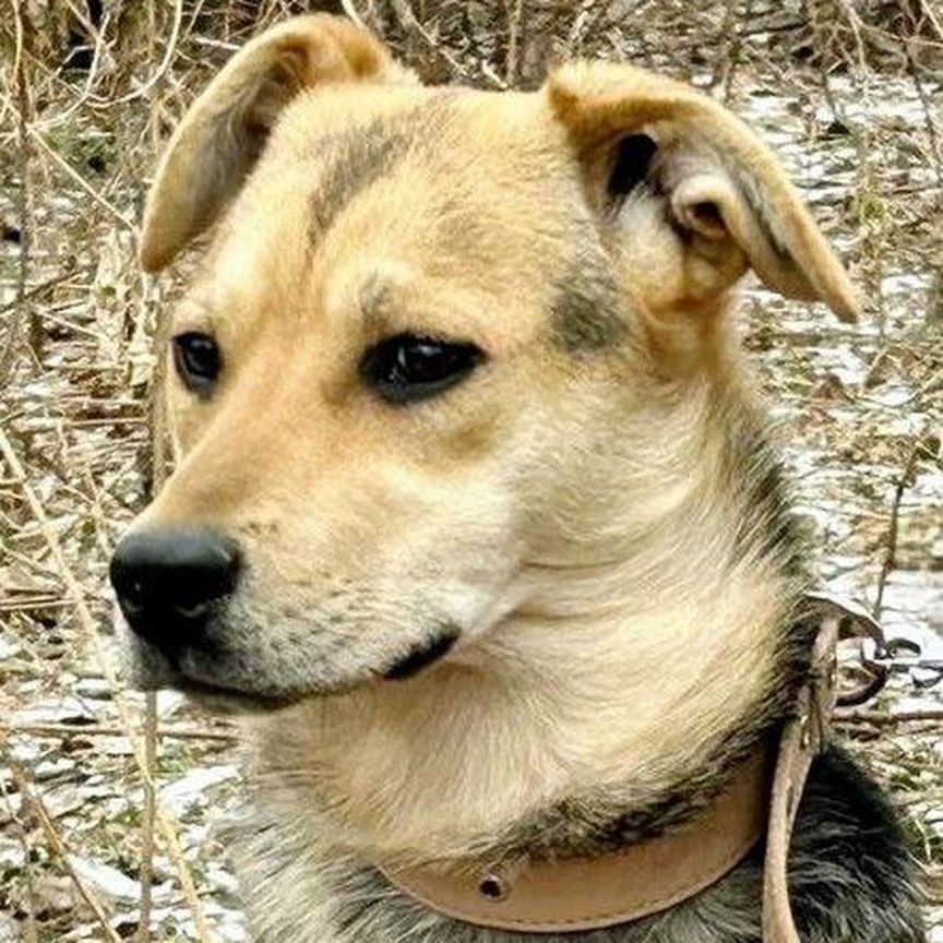 Щенок девочка в добрые руки