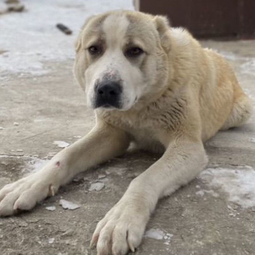 Среднеазиатская овчарка, взрослая собака