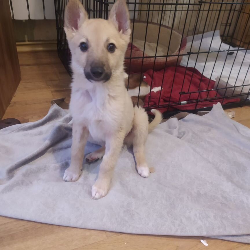 Щенок в добрые руки