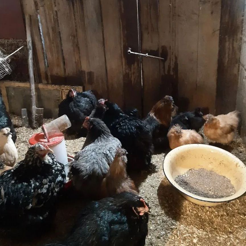 Куры несушки домашние