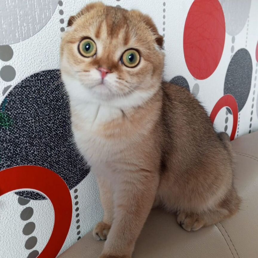 Шотландская золотая шиншилла