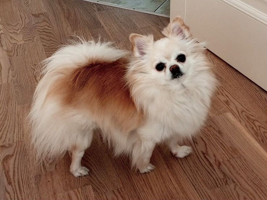 Взрослая девочка шпиц