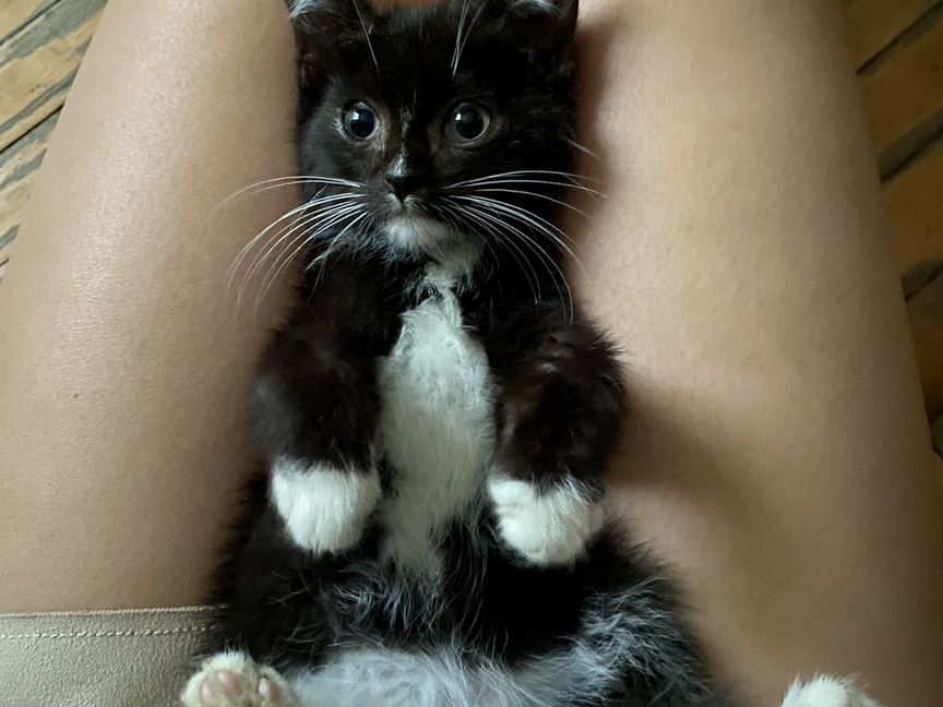 Котенок в добрые руки мальчик