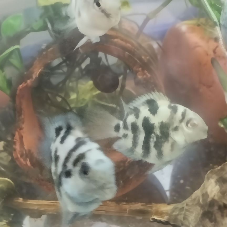 Рыбка сапфировый попугай