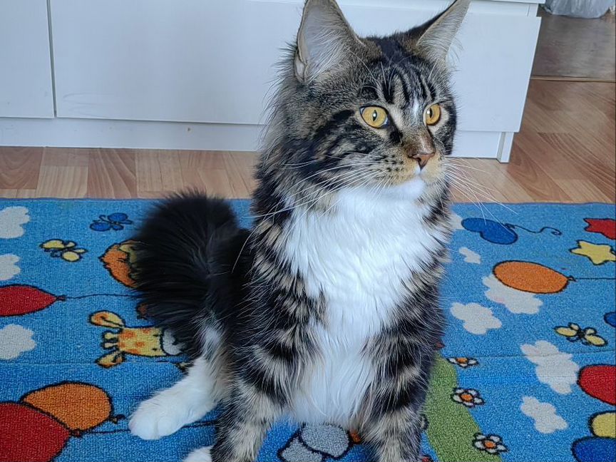 Отдам мейн-кун бесплатно