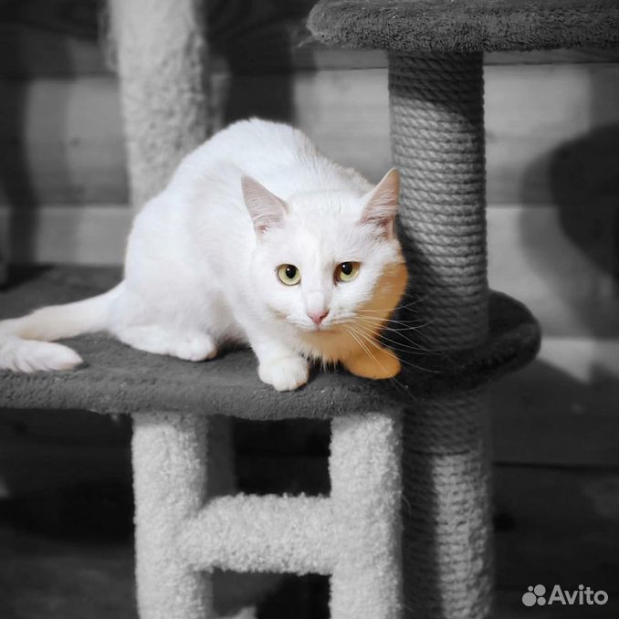 Снежка ищет дом