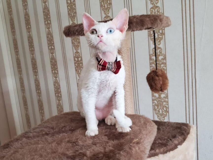Котята девон-рекс, разноглазый