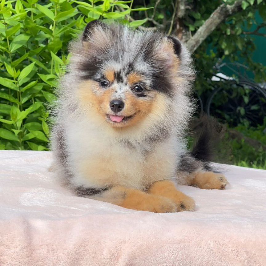 Мальчик Паффи Малый шпиц