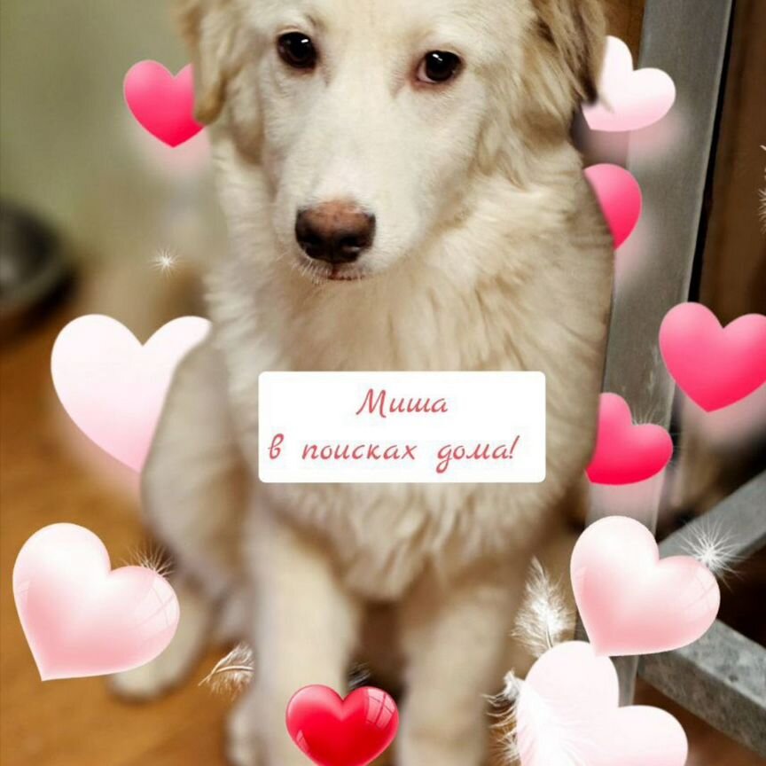Мишка Ми-Ми-Мишка ищет Дом