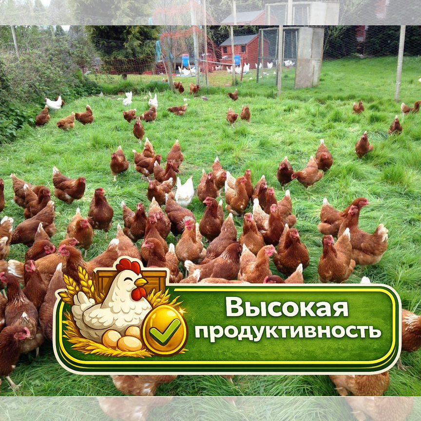 Куры несушки с доставкой