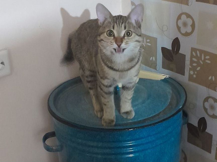 Котенок Инокентий Вязка