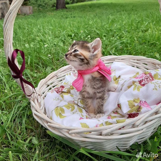 Ласковая кроха Сонечка в Добрые руки