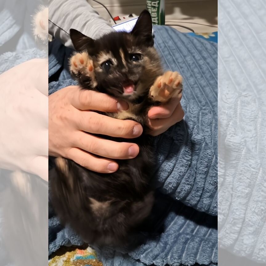 Котёнок в добрые руки