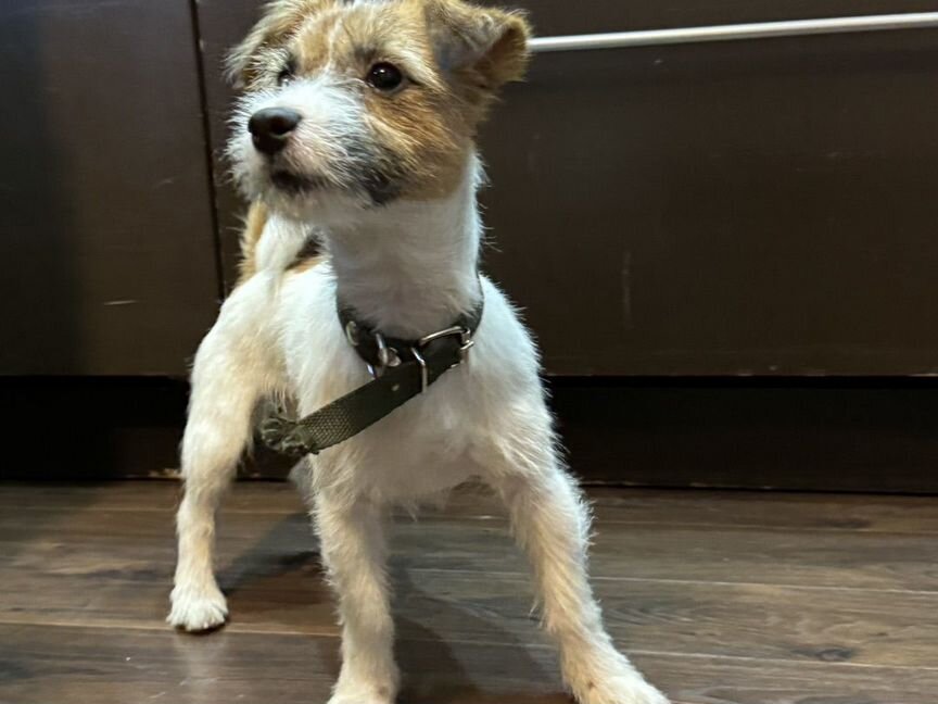 Джек рассел терьер отдам в добрые руки