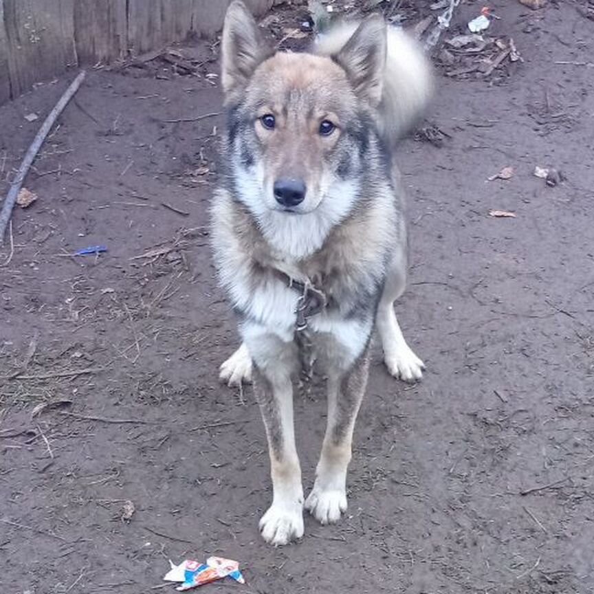 Лайка, щенок