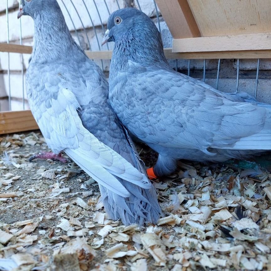 Продам голубей бакинские Раевка