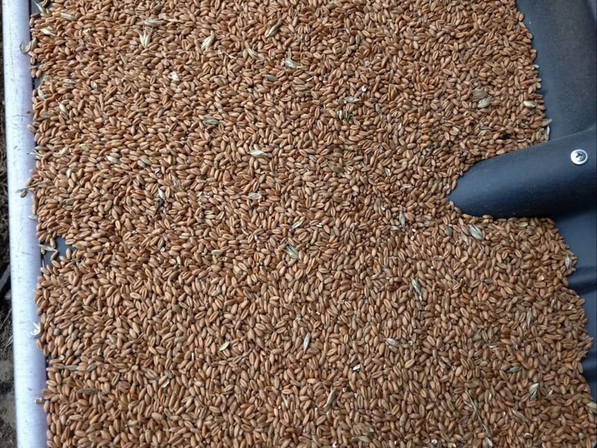 Зерно озимая пшеница урожай 2023