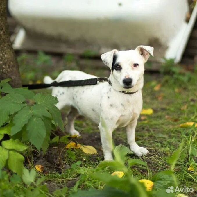 Щенок метис Джек Рассел бесплатно в добрые руки