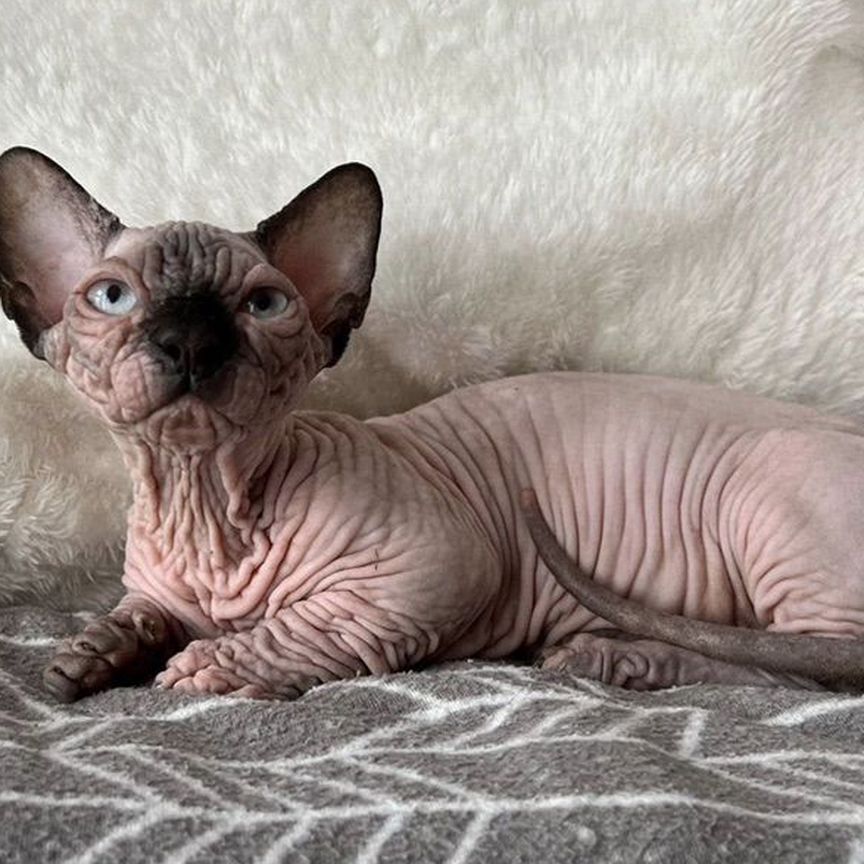 Канадский сфинкс, взрослая кошка