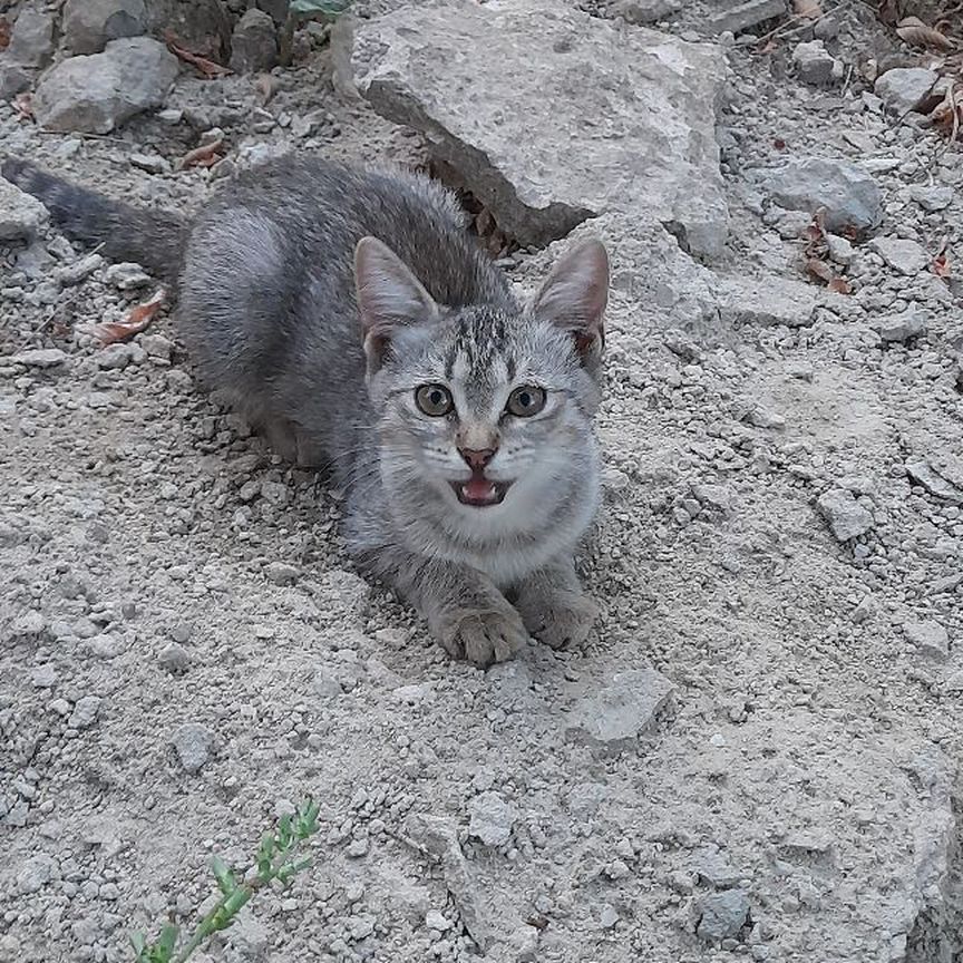 Кошечку подбролсили к церкви нужен дом