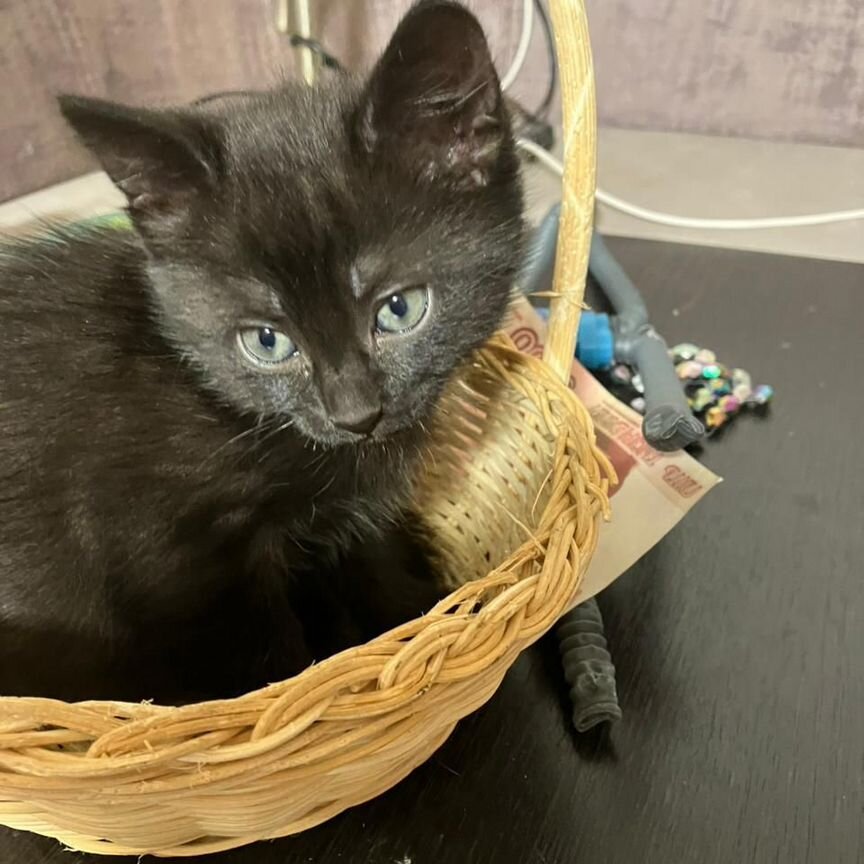 Кошка