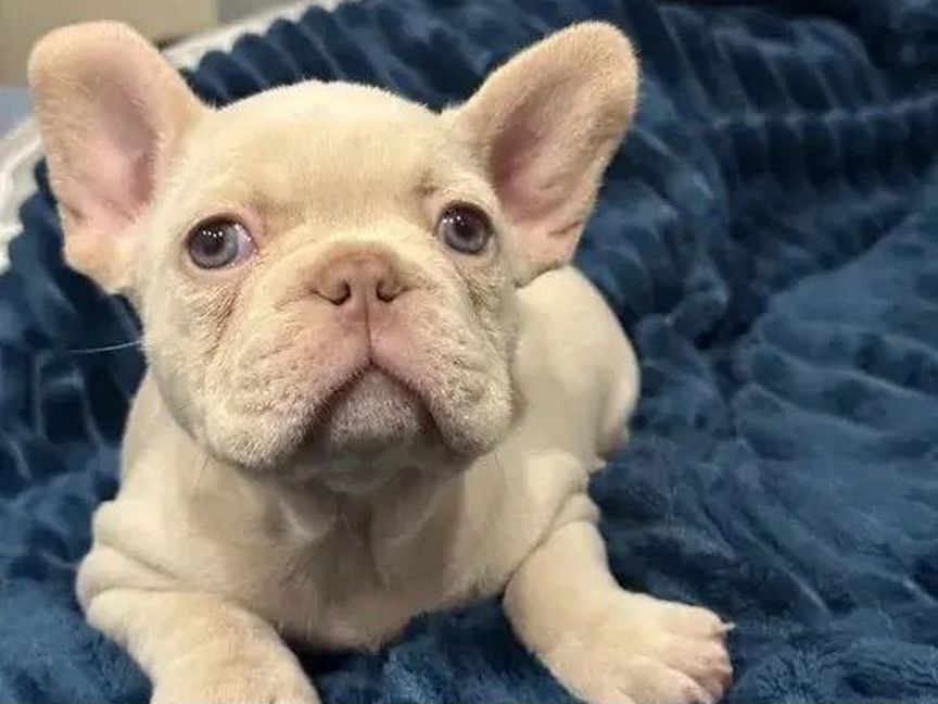 Французский бульдог щенки