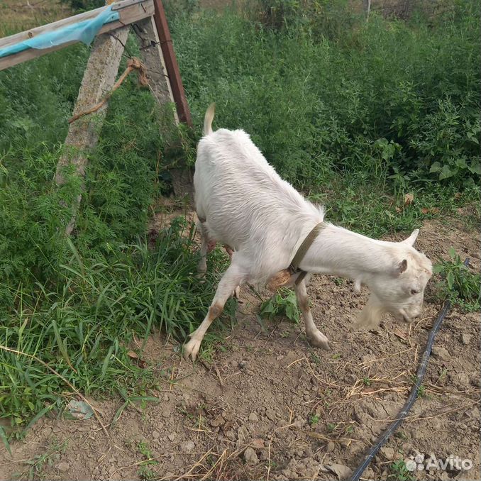 Коза дойная