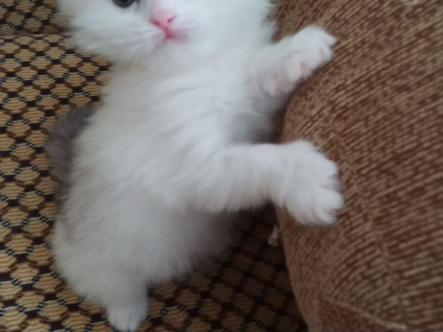 Котята