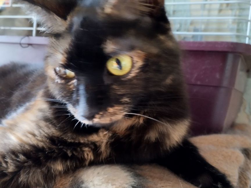 Трехцветное счастье