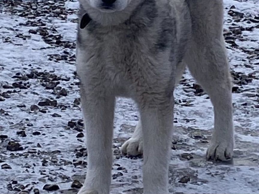 Щенки сибирской хаски мальчик