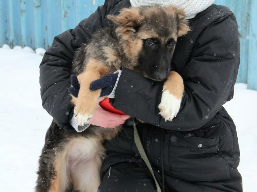 Собака в добрые руки щенок девочка (Фионa)