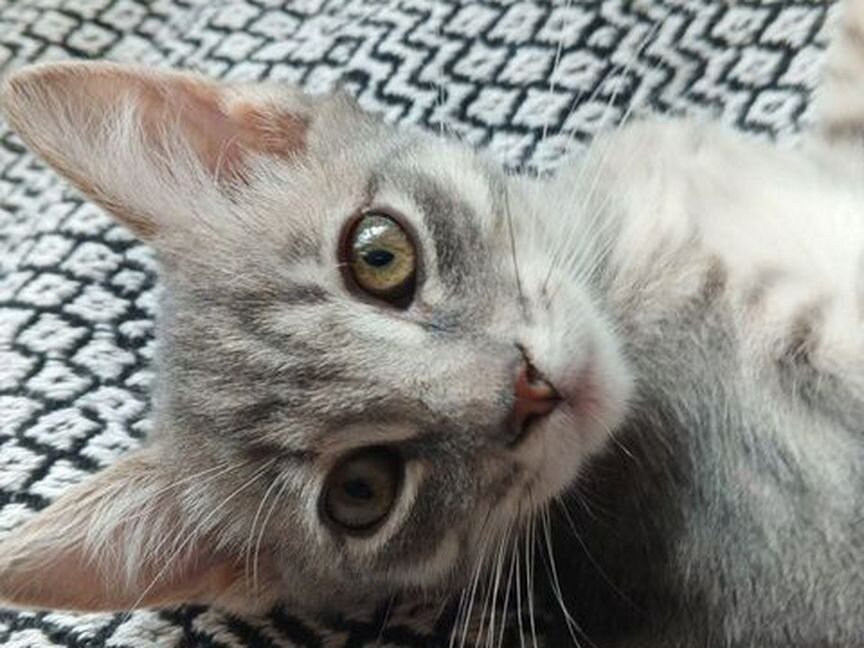 Серый котенок (кошечка)
