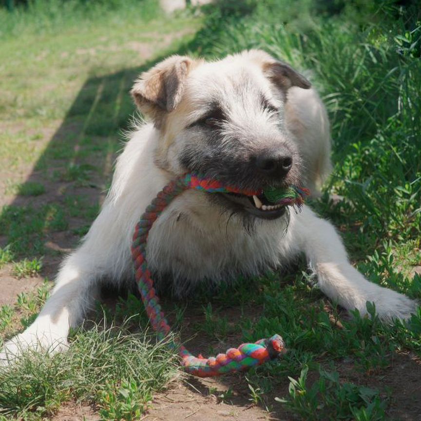 Взрослая собака в добрые руки