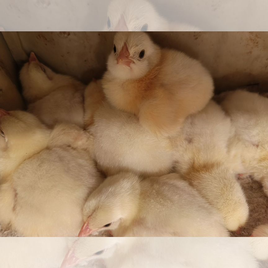 Цыплята бройлеры суточные кобб 500