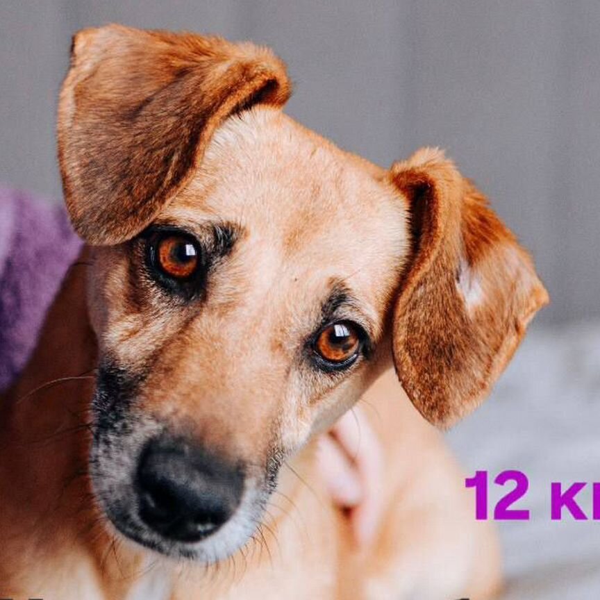 Взрослая собака в добрые руки