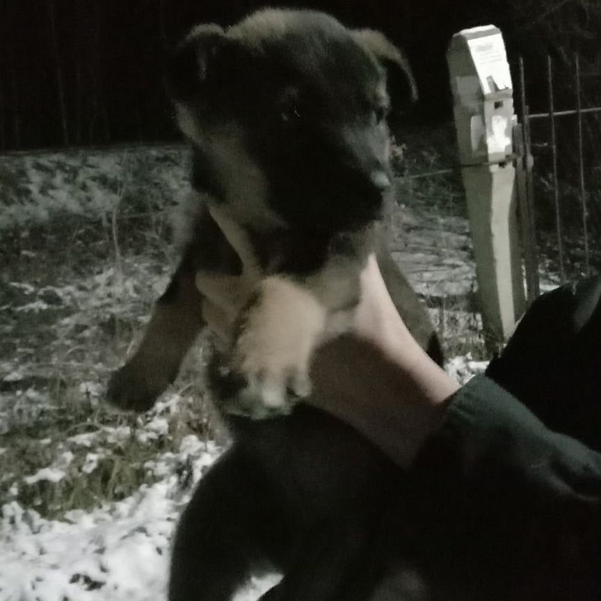 Щенок в добрые руки